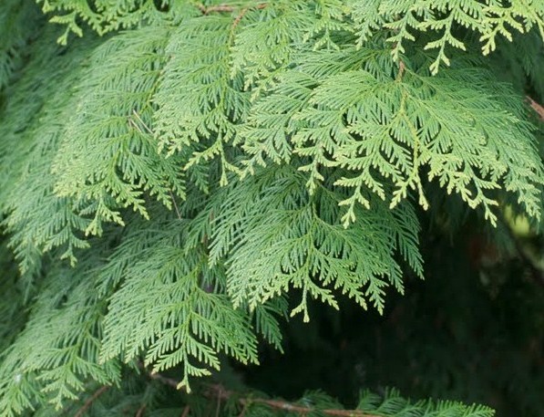 History of Christmas Greens: Cedar – KarensGardenTips.com