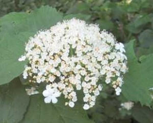 Plant Profile: Maple-Leaf Viburnum (Viburnum acerifolium ...