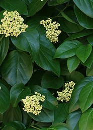 Plant Profile: Wood Vamp (Decumaria Barbara) – KarensGardenTips.com