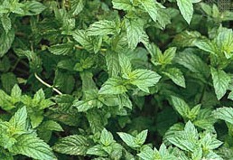 Five Sweet Smelling Herbs for the Cottage Garden – KarensGardenTips.com