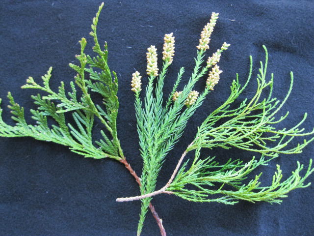 Three Cornicopias for a Fall or Thanksgiving Arrangement ...