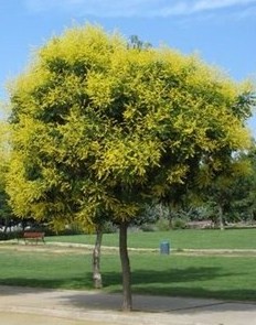 Five Small Deciduous Trees for the Mixed Border – KarensGardenTips.com