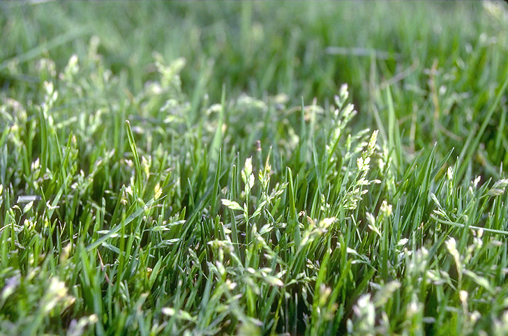 Identification and Control of Five Common Grass and Grass-like Weeds in ...