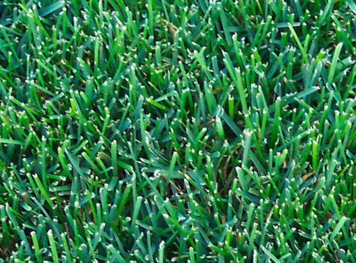 Characteristics of Cool-Season Grasses for Lawns – KarensGardenTips.com