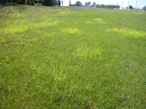 Identification and Control of Five Common Grass and Grass-like Weeds in ...