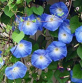 Annual Flowering Vines for Containers – KarensGardenTips.com