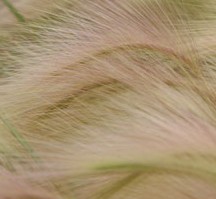 Grasses for Containers – KarensGardenTips.com