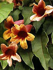 Six Native Woody Vines For an American Cottage Garden ...