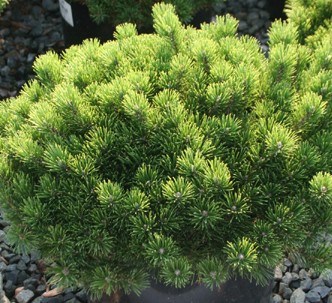 Pine Trees for Containers – KarensGardenTips.com