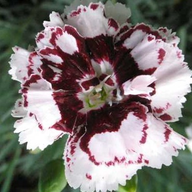 Plant Profile: ‘Coconut Punch’ Dianthus – KarensGardenTips.com