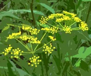 Plant Profile: Heartleaf Alexander (Zizia aptera) – KarensGardenTips.com