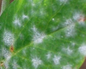 Differences between Powdery Mildew and Downy Mildew – KarensGardenTips.com