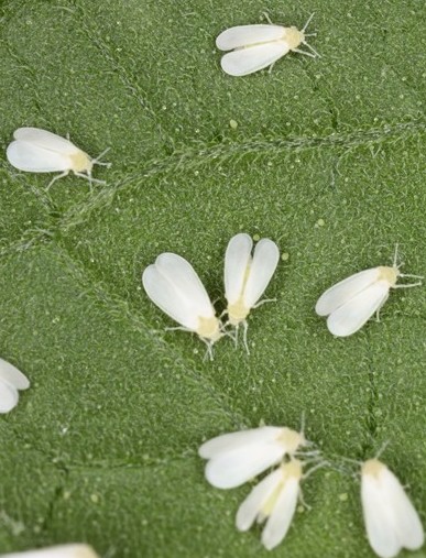 Interesting Facts about Whiteflies as an Aid in Control