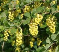 Herb Garden: Five Beautiful Shrubs for the Dye Garden ...