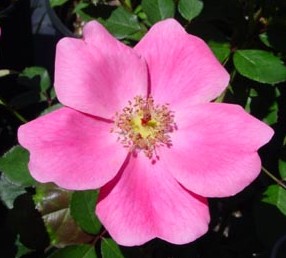 Five Fabulous Pink Single Roses – KarensGardenTips.com