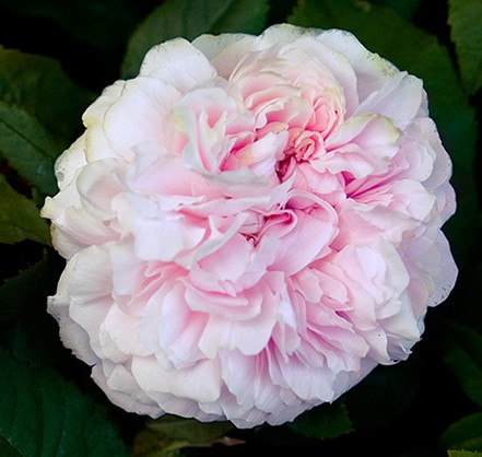 Characteristic of Old Garden Roses: Portland – KarensGardenTips.com