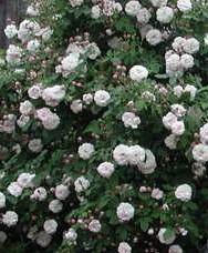 Characteristics of Old Garden Roses: Noisette – KarensGardenTips.com