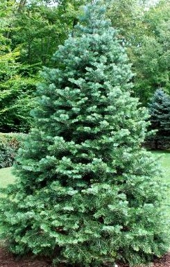 Garden Hedges: Coniferous Evergreens-1 – KarensGardenTips.com