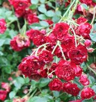Five Red Miniature Roses for Containers – KarensGardenTips.com