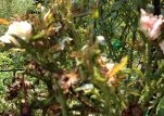 Major Diseases of Roses – KarensGardenTips.com