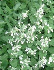 Plant Profile: ‘Snowflake’Catmint (Nepeta mussinii) – KarensGardenTips.com