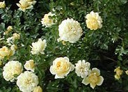 Miniature Roses for Containers: Yellows and Oranges – KarensGardenTips.com