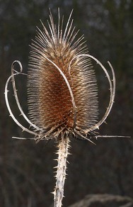 Weeds and Their Control: Fuller’s Teasel (Dipsacus fullonum ...