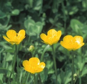 Weeds and Their Control: Tall Buttercup (Ranunculus acris ...