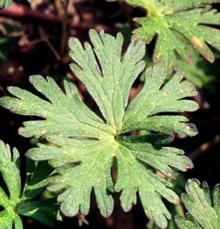 Weeds and Their Control: Carolina Geranium (Geranium carolinianum ...