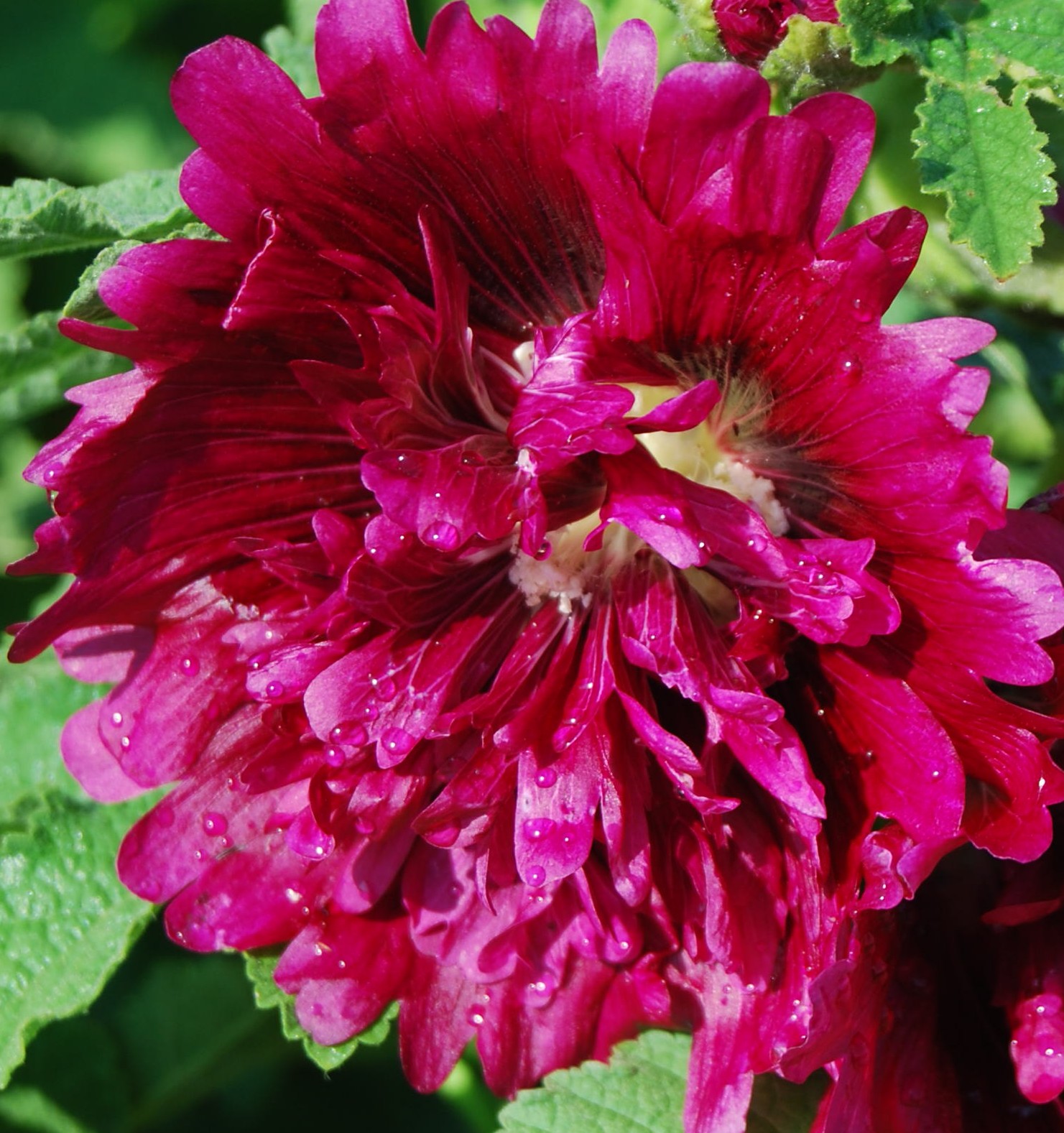 Plant Profile: Hollyhock ‘Queeny Purple’ (Alcea rosea ‘Queeny Purple ...