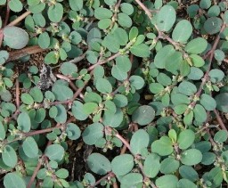 Weeds and Their Control: Prostrate Spurge (Euphorbia supina ...