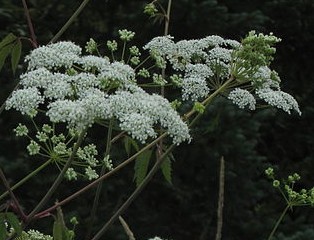 Weeds and Their Control: Water Hemlock (Cicuta maculate ...