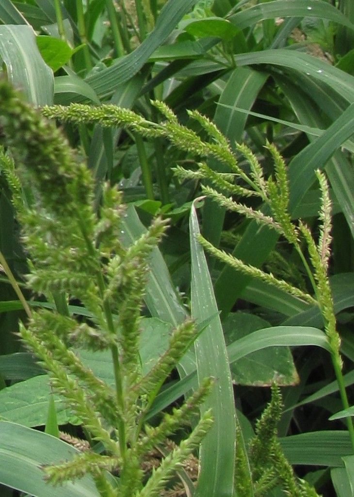 Weeds and Their Control: Barnyard grass (Echinochloa crus-galli ...