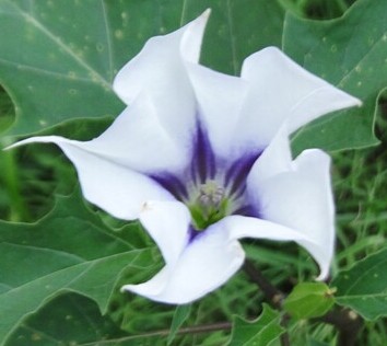 Weeds and Their Control: Jimsonweed (Datura stramonium ...