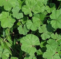Weeds and Their Control: Common Mallow (Malva neglecta ...