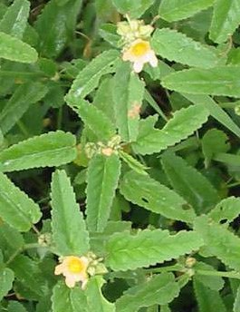 Weeds and Their Control: Prickly Sida (Sida spinosa) – KarensGardenTips.com