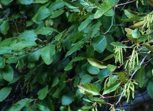 Plant Profile: White Alder (Alnus rhombifolia) – KarensGardenTips.com