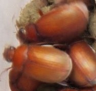 Insects and Their Control: Asiatic Garden Beetle (Autoserica castanea ...