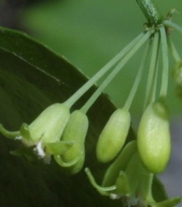 Weeds and Their Control: Common Greenbrier (Smilax rotundifolia ...