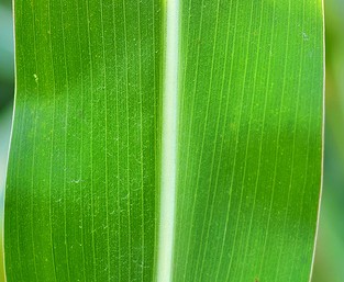 Botany for Gardeners: Taxonomy – Classes of Flowering Plants, Monocots ...