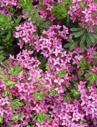 Fragrant Spring Blooming Shrubs for the Garden – KarensGardenTips.com