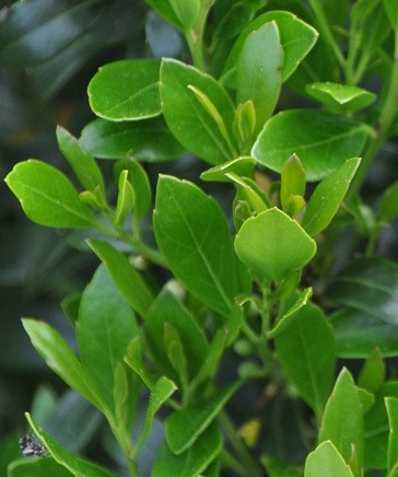 Plant Profile: Inkberry (Ilex glabra) – KarensGardenTips.com