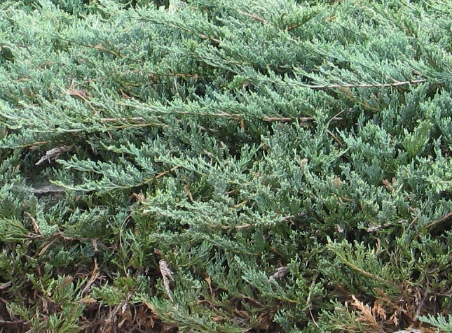 Plant Profile: Creeping Juniper (Juniperus horizontalis ...