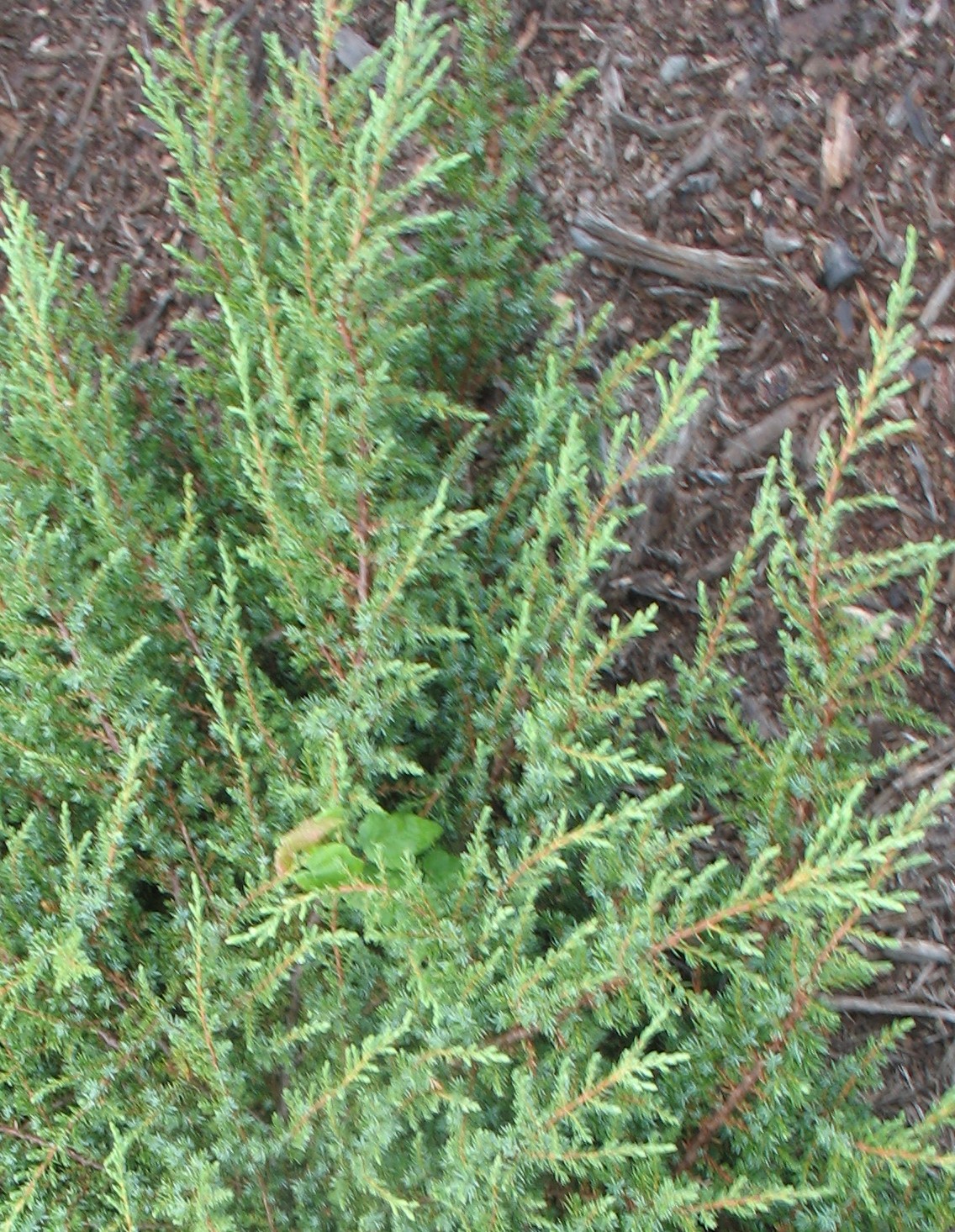 Plant Profile: Common Juniper (Juniperus communis) – KarensGardenTips.com