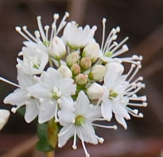 Plant Profile: Sand Myrtle (Leiophyllum buxifolium) – KarensGardenTips.com