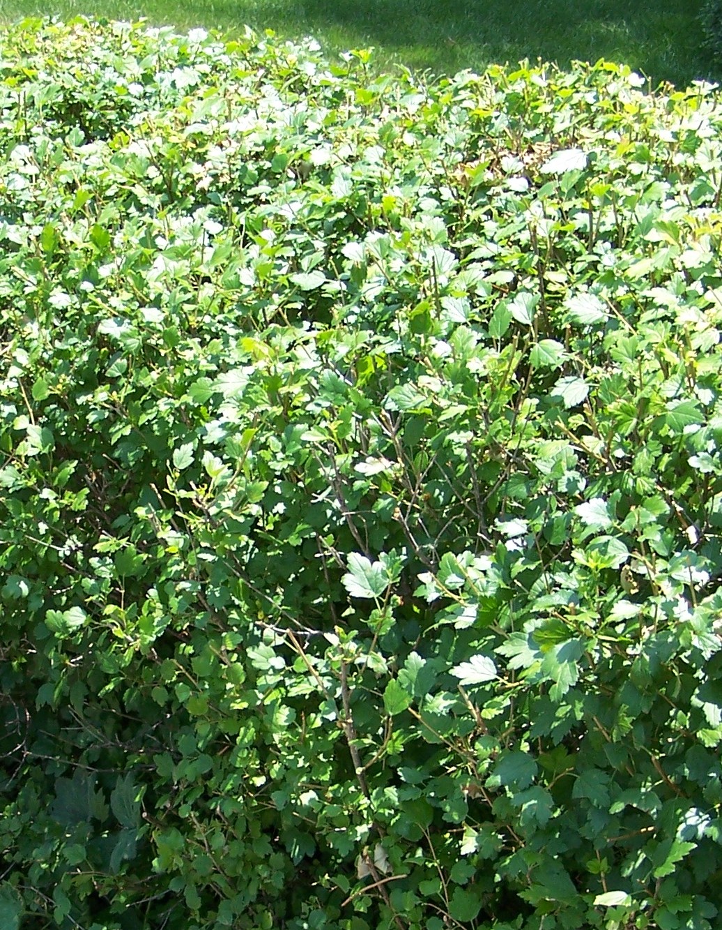 Plant Profile: Alpine Currant (Ribes alpinum) – KarensGardenTips.com