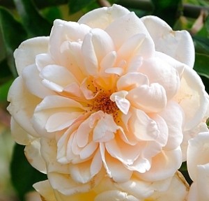 Plant Profile: Rosa ‘Reve D’Or’ – KarensGardenTips.com