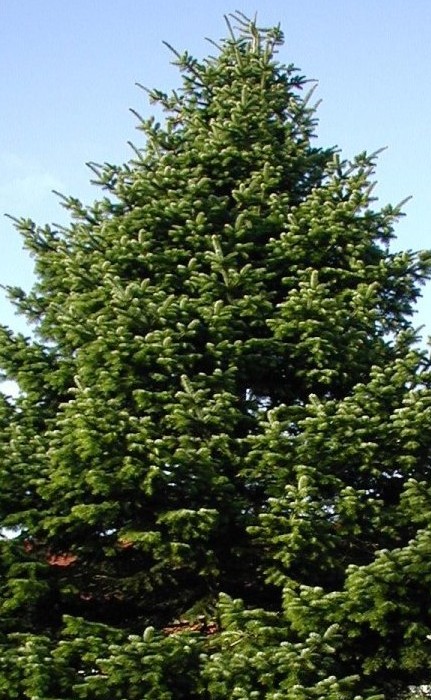 Plant Profile: Nordmann Fir (Abies nordmanniana) – KarensGardenTips.com