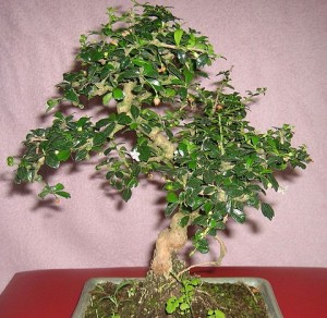How to Care for Bonsai: Fukien Tea (Carmona microphylla ...