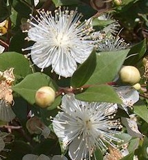 Plants of the Bible: Myrtle (Myrtus communis) – KarensGardenTips.com